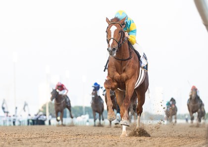 Derma Sotogake (JPN) - Horse Profile - BloodHorse