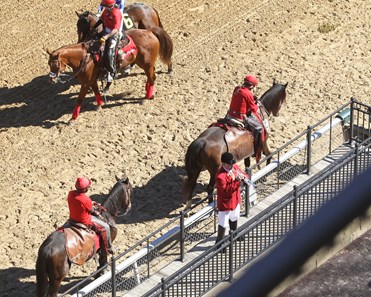 Bugler - Horse Profile - BloodHorse