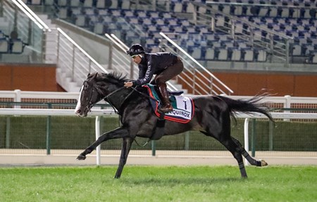 Equinox (JPN) - Horse Profile - BloodHorse