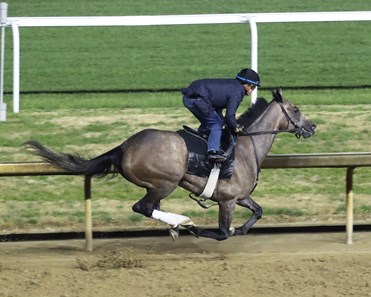 King Russell - Horse Profile - BloodHorse