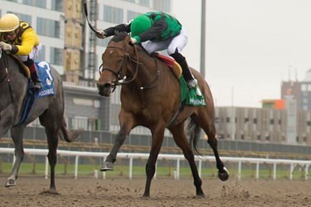 Jill Jitterbug - Horse Profile - BloodHorse