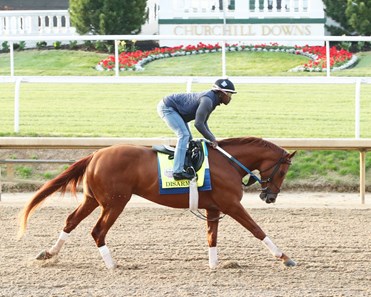 Disarm - Horse Profile - BloodHorse