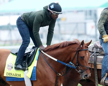 Disarm - Horse Profile - BloodHorse