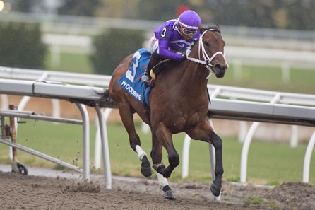 New York Thunder - Horse Profile - BloodHorse