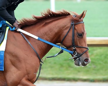 Disarm - Horse Profile - BloodHorse