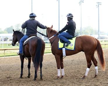 Disarm - Horse Profile - BloodHorse