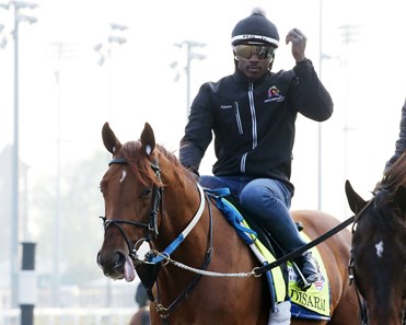 Disarm - Horse Profile - BloodHorse