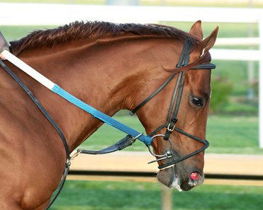 Disarm - Horse Profile - BloodHorse