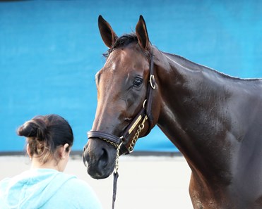 The Alys Look - Horse Profile - BloodHorse