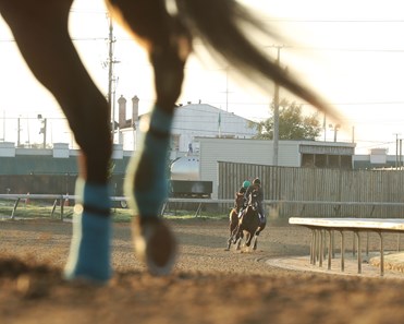 Disarm - Horse Profile - BloodHorse