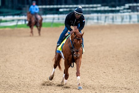 Disarm - Horse Profile - BloodHorse