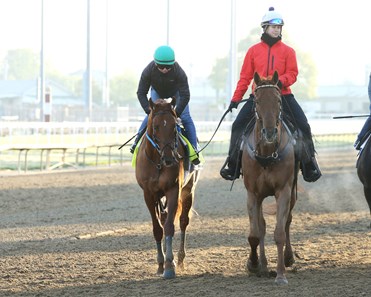 Disarm - Horse Profile - BloodHorse
