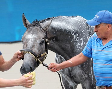 Hit Show - Horse Profile - BloodHorse