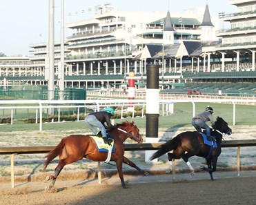 Disarm - Horse Profile - BloodHorse