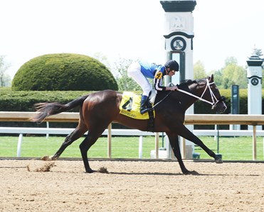 Commissioner Dan - Horse Profile - BloodHorse