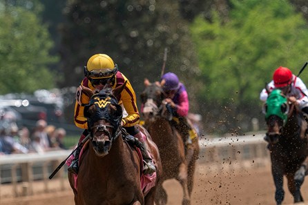 American Rascal - Horse Profile - BloodHorse