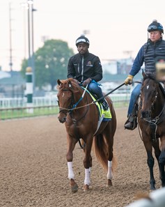 Disarm - Horse Profile - BloodHorse