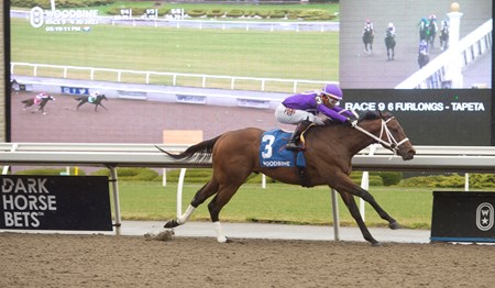 New York Thunder - Horse Profile - BloodHorse