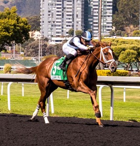 Lily Poo - Horse Profile - BloodHorse