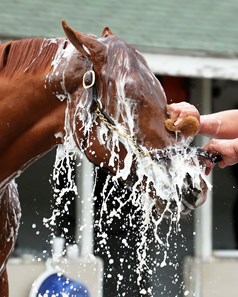 Disarm - Horse Profile - BloodHorse