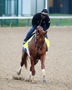 Disarm - Horse Profile - BloodHorse