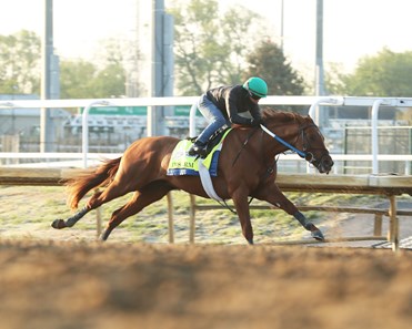 Disarm - Horse Profile - BloodHorse