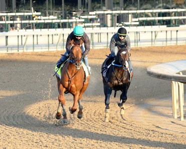 Disarm - Horse Profile - BloodHorse