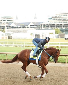 Disarm - Horse Profile - BloodHorse