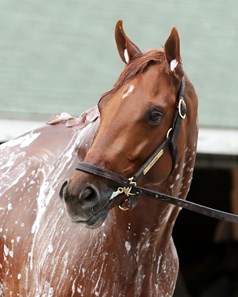 Disarm - Horse Profile - BloodHorse