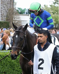 Goodnight Olive - Horse Profile - BloodHorse