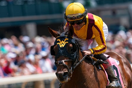 American Rascal - Horse Profile - BloodHorse