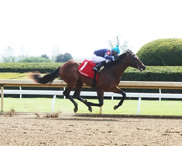 Brightwork - Horse Profile - BloodHorse