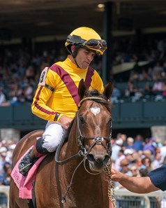 American Rascal - Horse Profile - BloodHorse