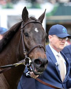 Goodnight Olive - Horse Profile - BloodHorse