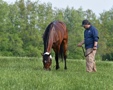Raise Cain Smoothly Breezes Toward Kentucky Derby - BloodHorse