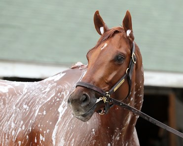 Disarm - Horse Profile - BloodHorse