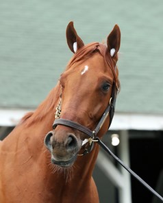 Disarm - Horse Profile - BloodHorse