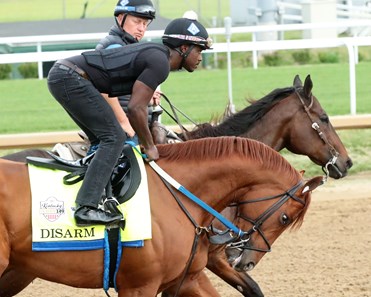 Disarm - Horse Profile - BloodHorse