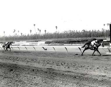 Round Table - Horse Profile - BloodHorse