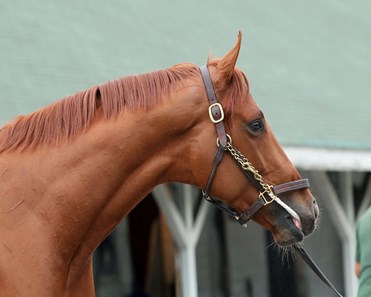 Disarm - Horse Profile - BloodHorse