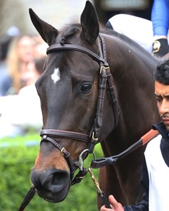 Goodnight Olive - Horse Profile - BloodHorse