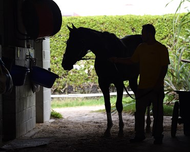 Lord Miles - Horse Profile - BloodHorse