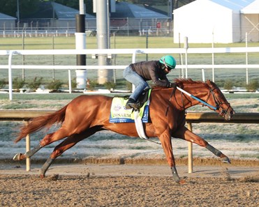 Disarm - Horse Profile - BloodHorse