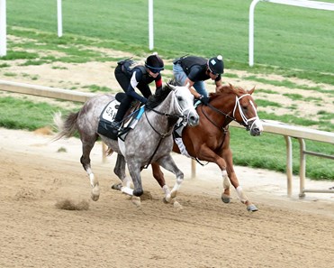 Equivoque - Horse Profile - BloodHorse