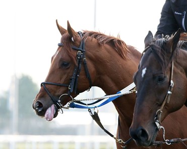Disarm - Horse Profile - BloodHorse