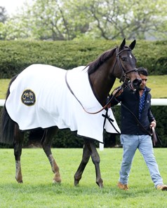 Goodnight Olive - Horse Profile - BloodHorse