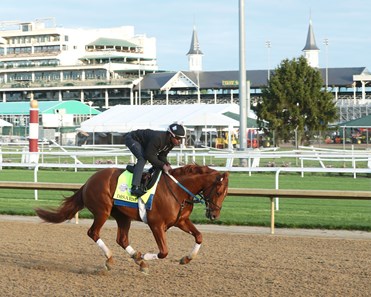 Disarm - Horse Profile - BloodHorse