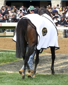 Goodnight Olive - Horse Profile - BloodHorse