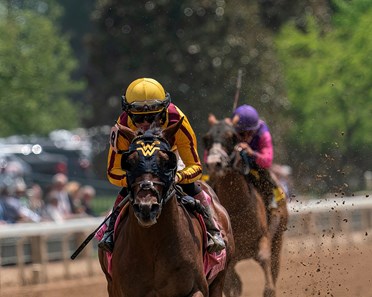 American Rascal - Horse Profile - BloodHorse