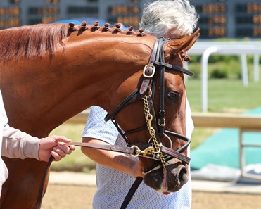 Disarm - Horse Profile - BloodHorse